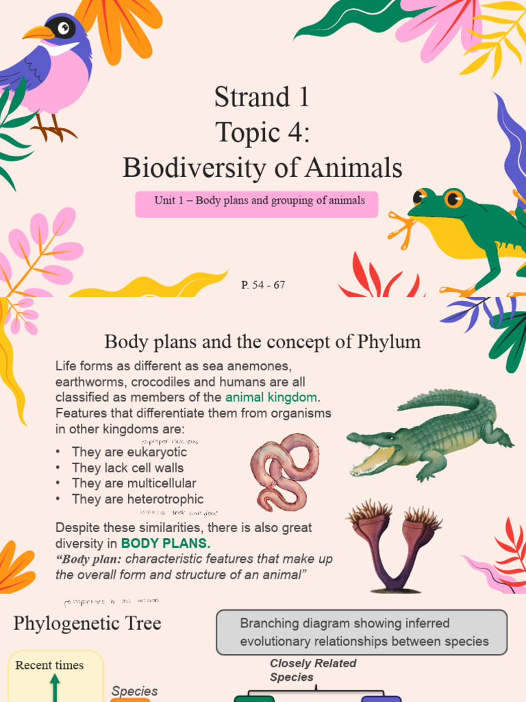 Animal Body Plans Explained | PDF | Organisms | Biology