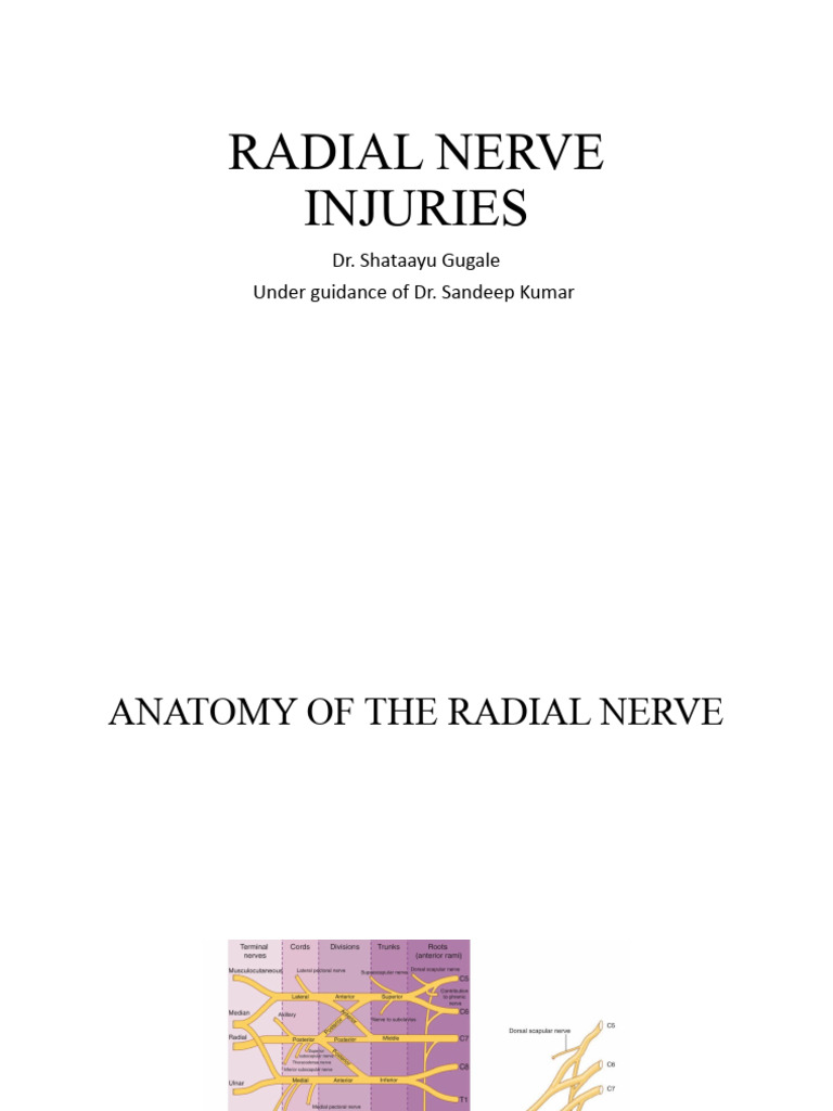 Radial Nerve Injuries | Download Free PDF | Arm | Elbow