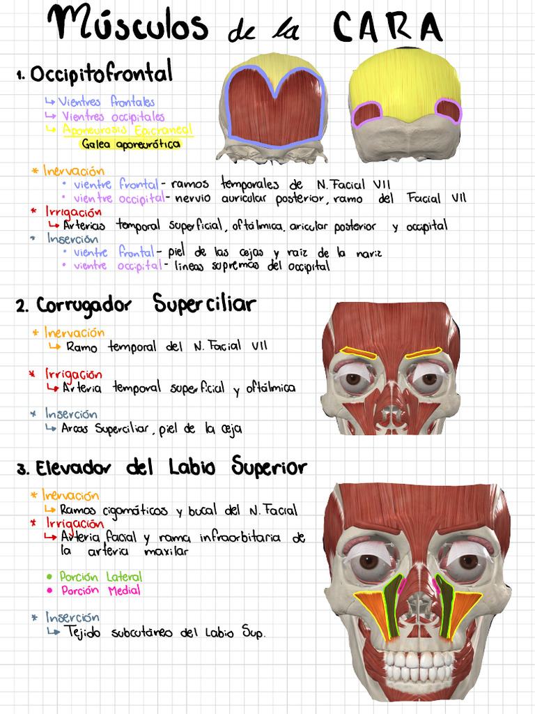 Músculos de la Cara y Cabeza | PDF | Cara | Cabeza y cuello humanos