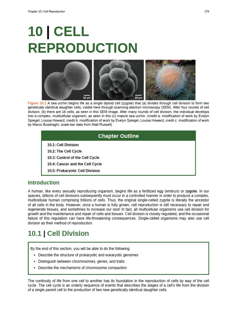 Chapter 10 - Cell Reproduction | PDF | Mitosis | Cell Cycle