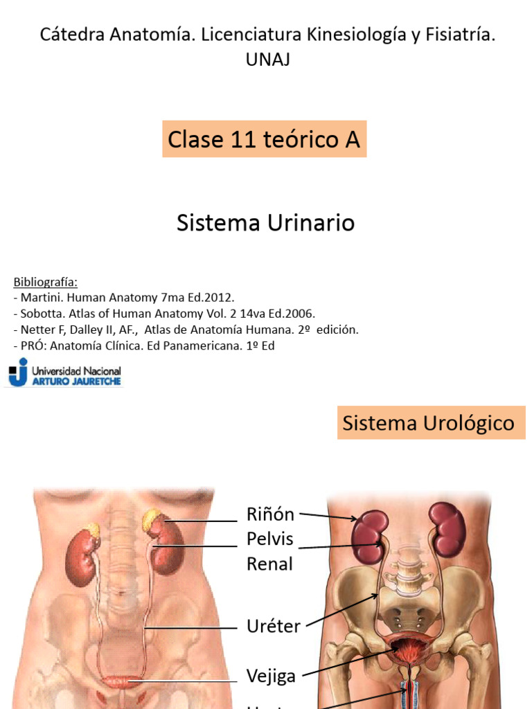 Sistema Urinario | PDF | Sistema urinario | Vagina