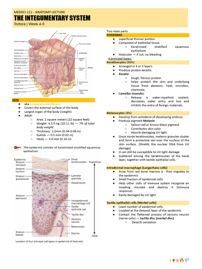 VIII. The Integumentary System. | PDF | Skin | Epidermis