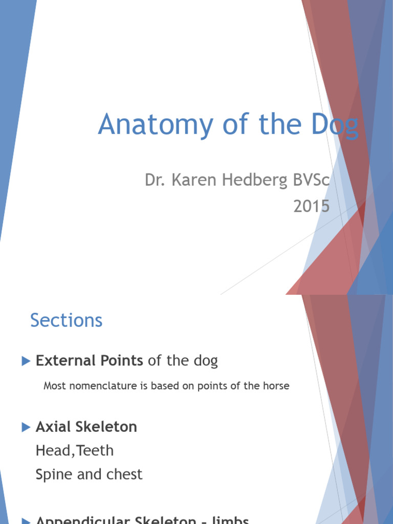 Anatomy of The Dog | Download Free PDF | Vertebral Column | Vertebra