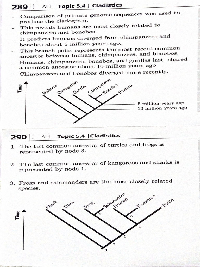 Ans of Cladogram | PDF