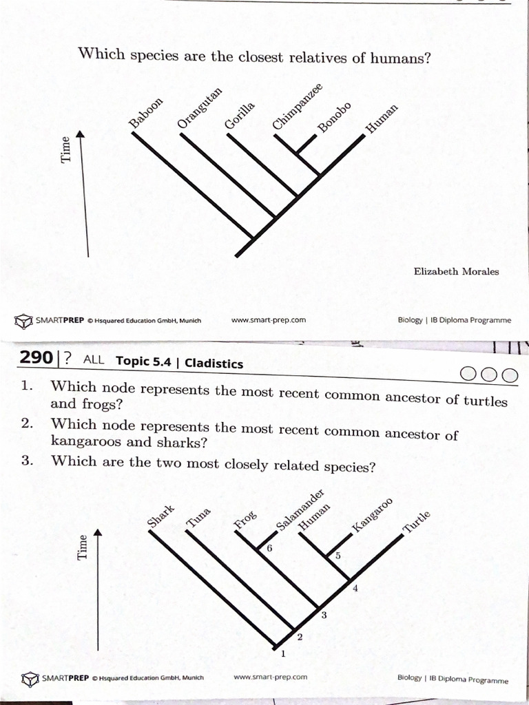 Cladogram 1 and 2 | PDF
