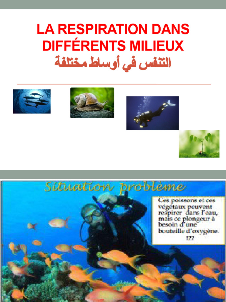 Cours #Respiration | PDF | Système respiratoire | Branchie