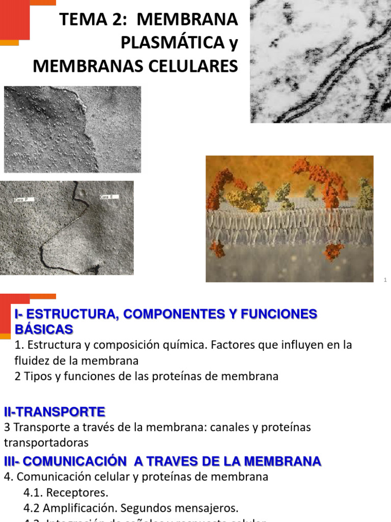 Tema 2. Membrana Plasmática-2020-21 | Descargar gratis PDF | Transducción de señales | Membrana ...