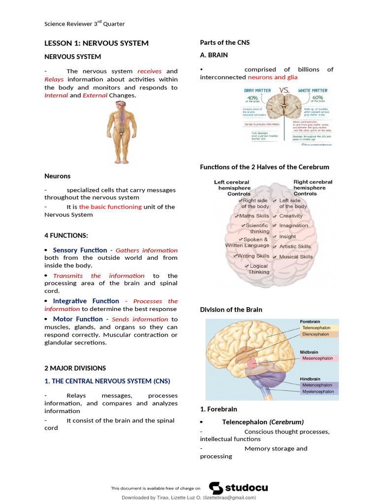 Science Reviewer 3rd Quarter For Grade 10 Biology | PDF | Central Nervous System | Axon