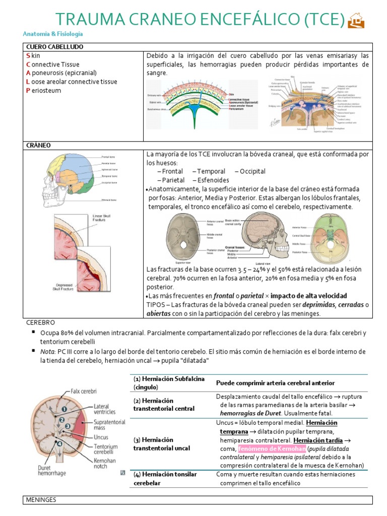 Trauma Craneoencefálico: Anatomía y Lesiones | PDF | Fluido ...