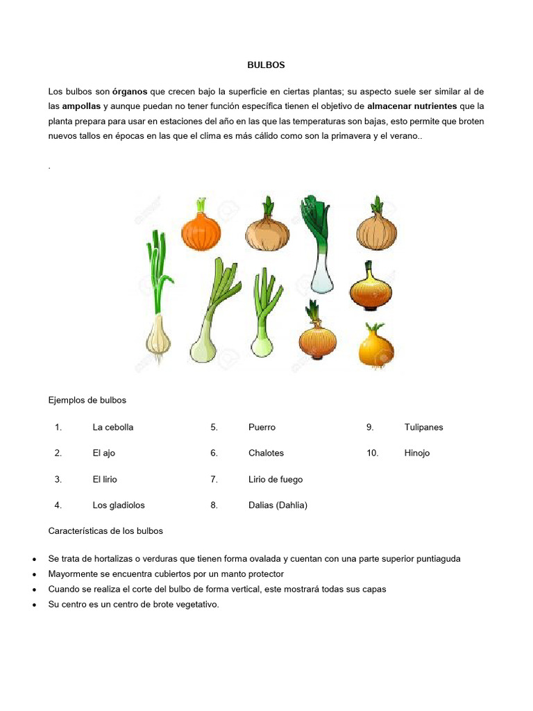 Clase 9 Bulbos | PDF | Chalote | Ajo