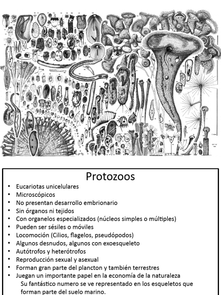 Morfología y Clasificación de Protozoos | PDF | Mitosis | Protozoos
