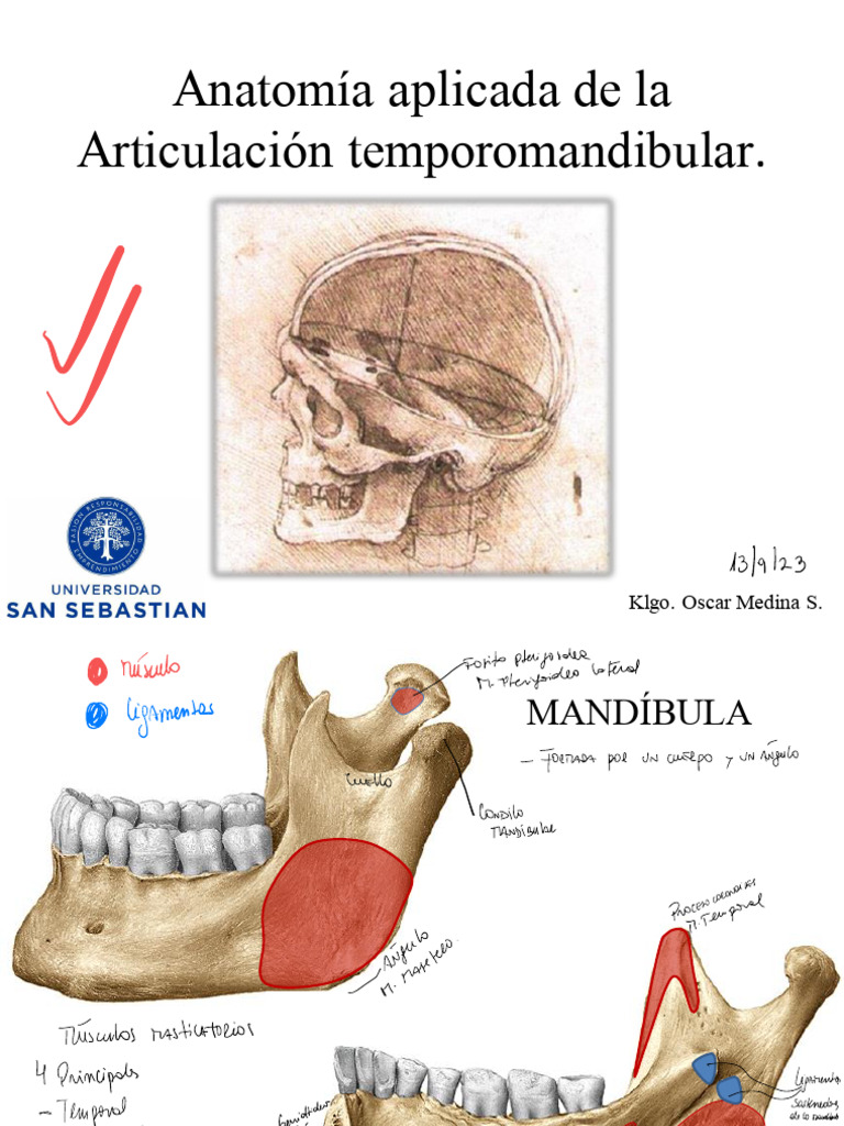 Clase #5 - ATM y Anatomía Aplicada Al Mov FINAL | PDF | Tejido suave | Cabeza y cuello humanos