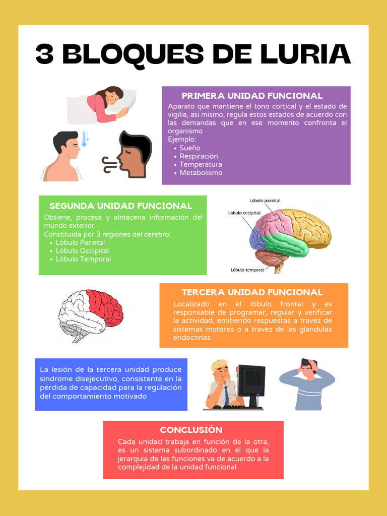 Bloques de Luria | PDF