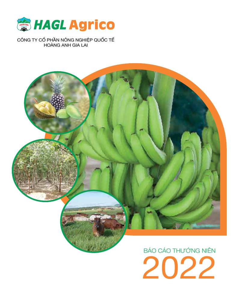 HNG - Bao Cao Thuong Nien 2022 | PDF