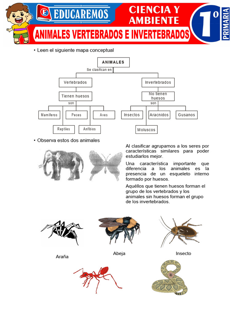 Animales Vertebrados e Invertebrados para Primer Grado de Primaria ...
