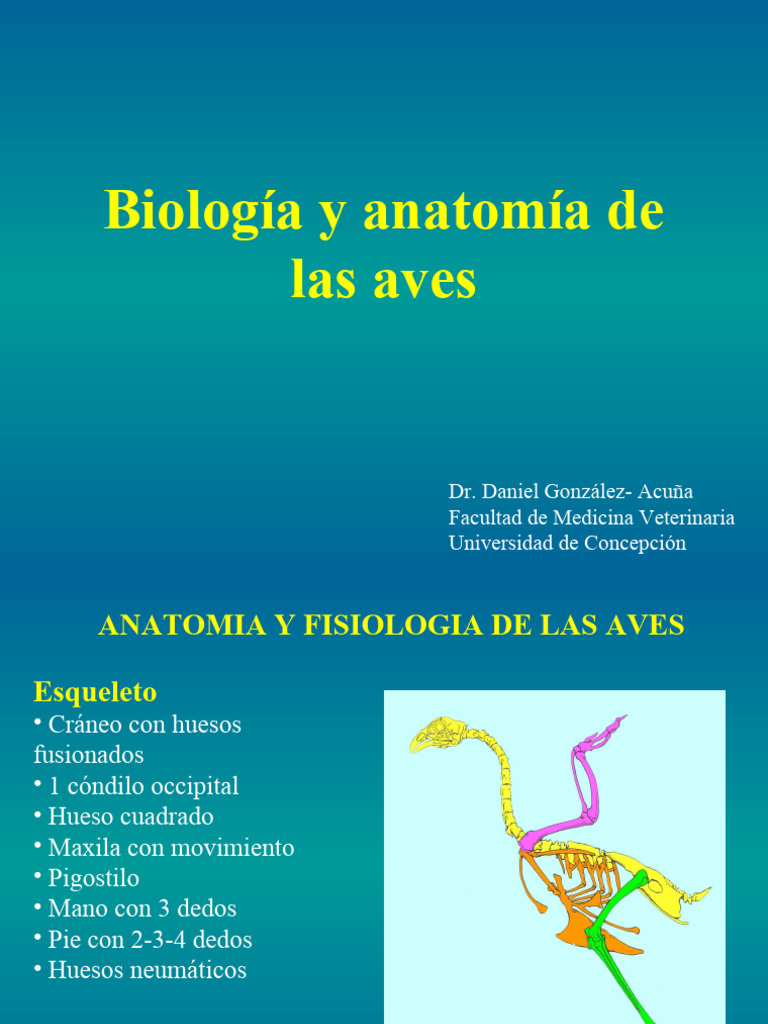 002 Biologí - A y Anatomí - A de Aves | PDF | Sistema circulatorio ...