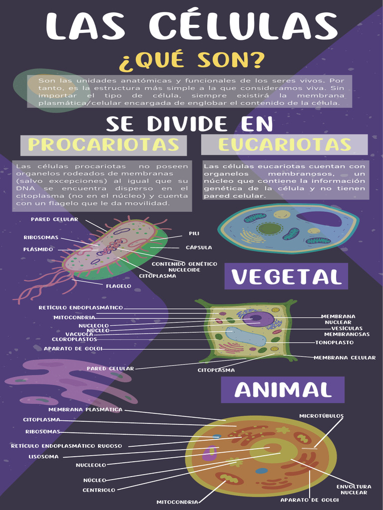 Las células infografía | PDF | Citoplasma | Biología Celular)
