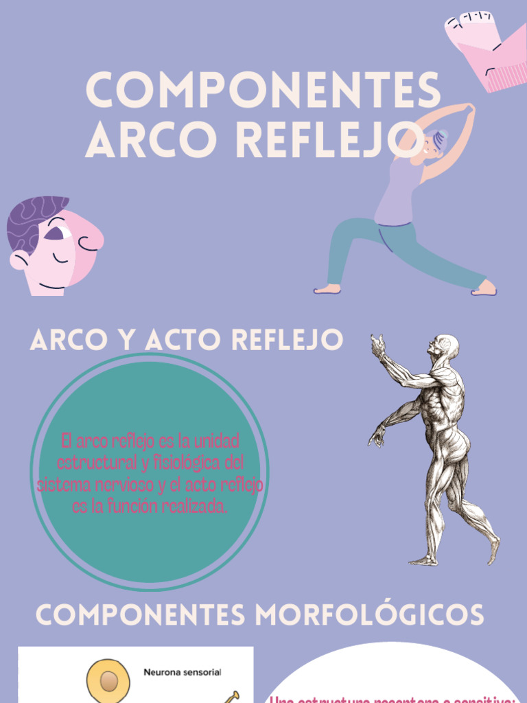 Componentes del Arco Reflejo | PDF | Sistema nervioso | Neurona
