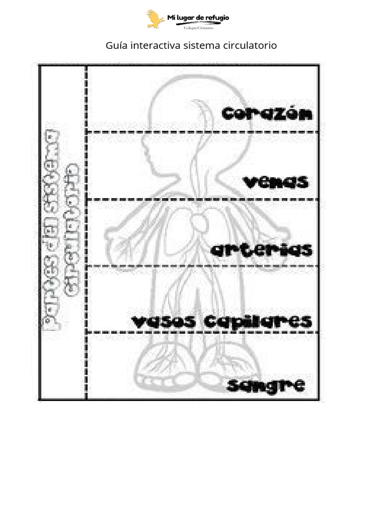Flipbook Sistema Circulatorio | PDF