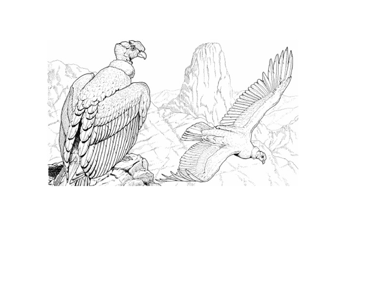 dibujo condor andino | PDF