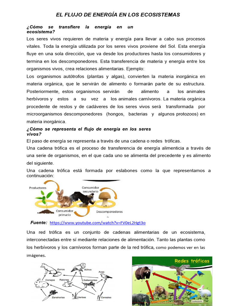 Flujo de Energía en Ecosistemas y Redes Tróficas | PDF | Red ...