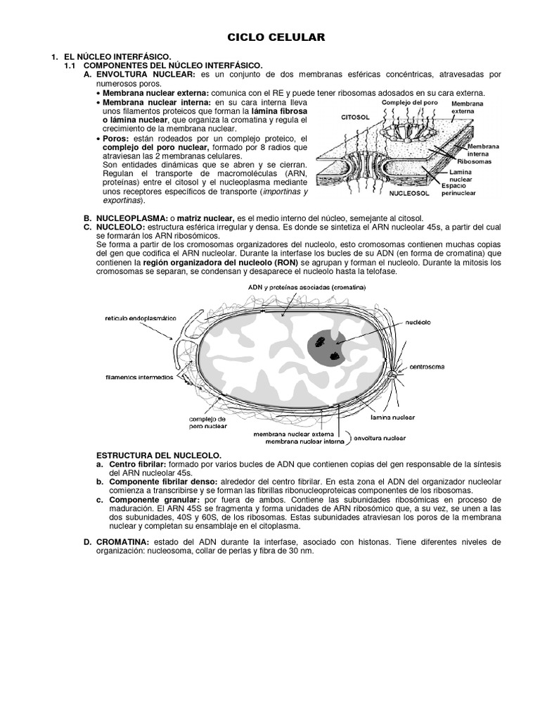 Resumen+Ciclo celular | PDF | Nucleo celular | Mitosis