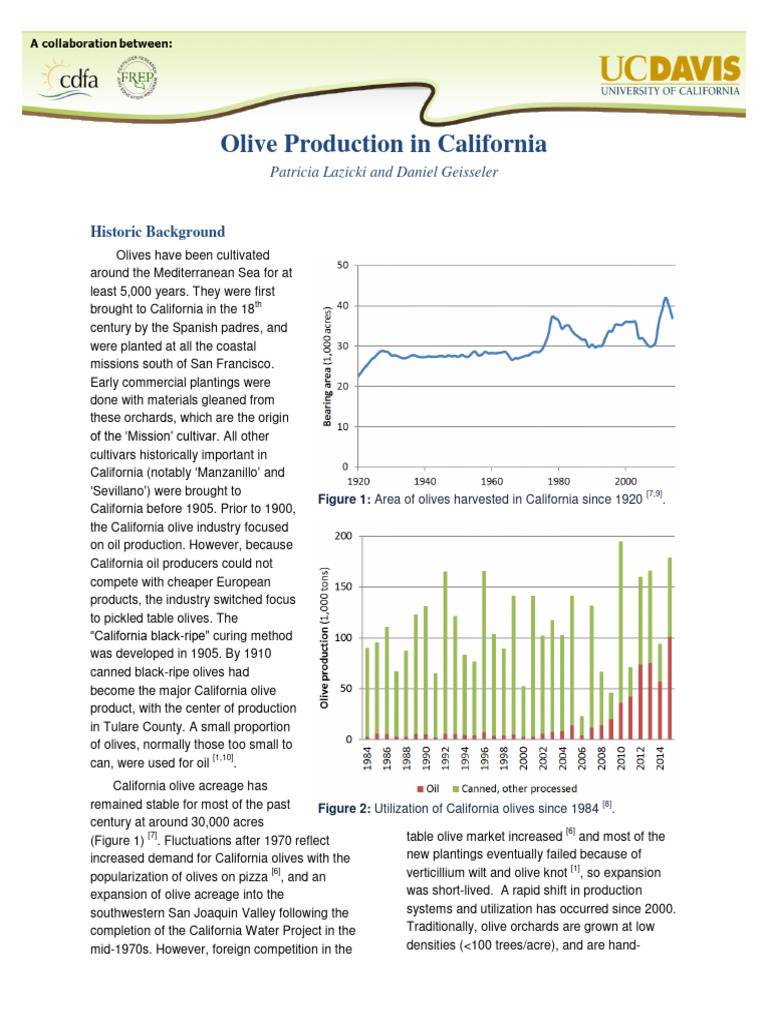 Olive Production CA | PDF | Olive | California