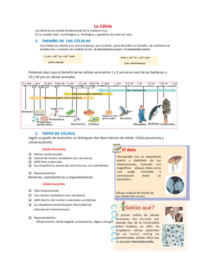 Fichas de 2°grado 2024 | PDF | Biología Celular) | Nucleo celular