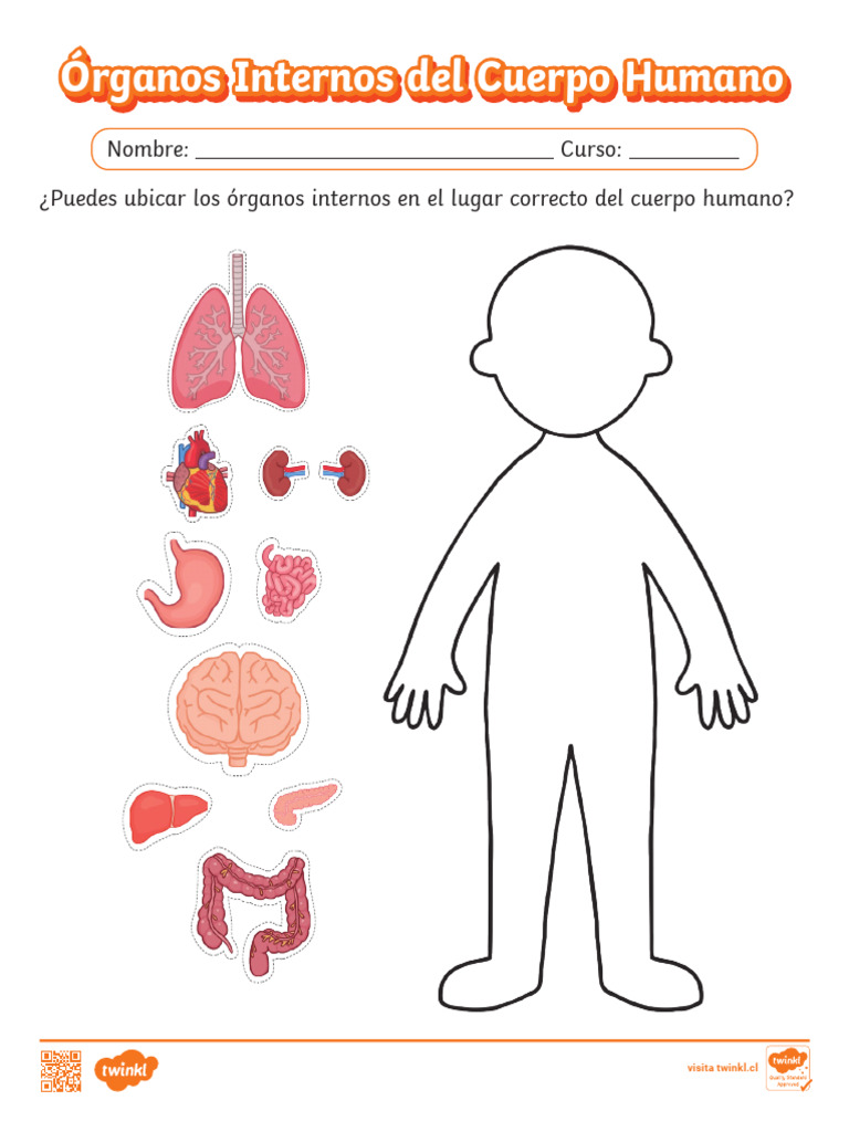 CL CN 1704378538 Actividad Organos Internos Del Cuerpo Humano Ver 1 | PDF