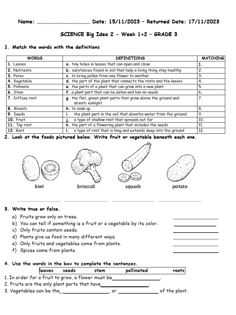 Big Idea 2 Week 1-2 | PDF | Plants | Root