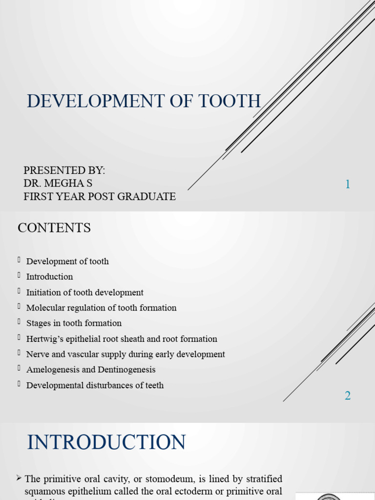 Dental Development Insights | PDF | Dentin | Tooth Enamel