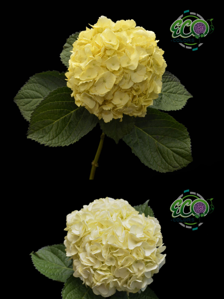 Catalogo Eco Colors-4 | PDF