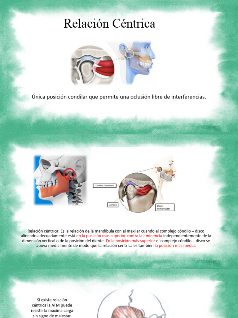 Relación Céntrica y Oclusión Ideal | PDF | Músculo | Anatomía