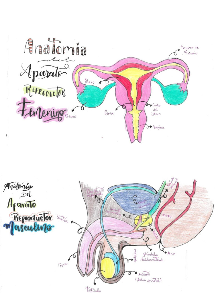 Dibujos de Ap. Reproductor Femenino y Masculino - 1-3 - Guevara Danna-Embriologia | PDF