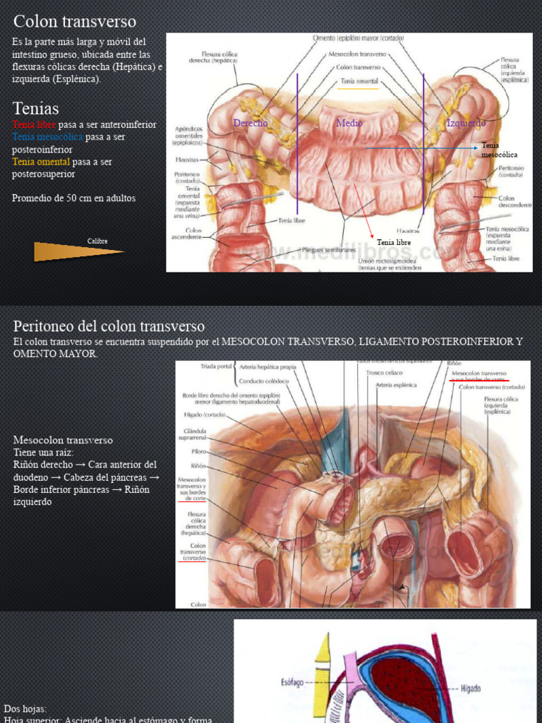 Anatomía y patologías del colon humano | PDF | Intestino grueso ...