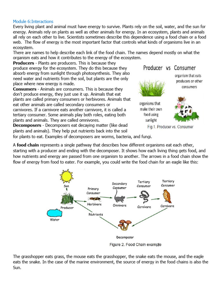 Science-8-Module-6-Interactions | PDF | Food Web | Foods