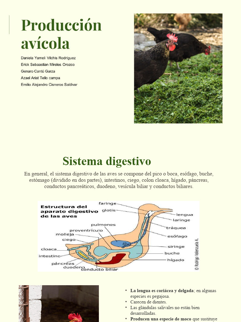 Guía Completa sobre Avicultura y Producción de Huevos | PDF | Sistema ...