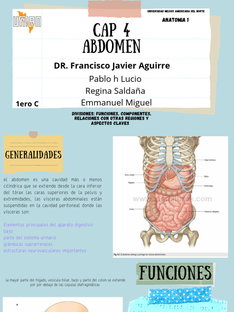 Anatomía del Abdomen y sus Partes | PDF | Abdomen | Intestino grueso
