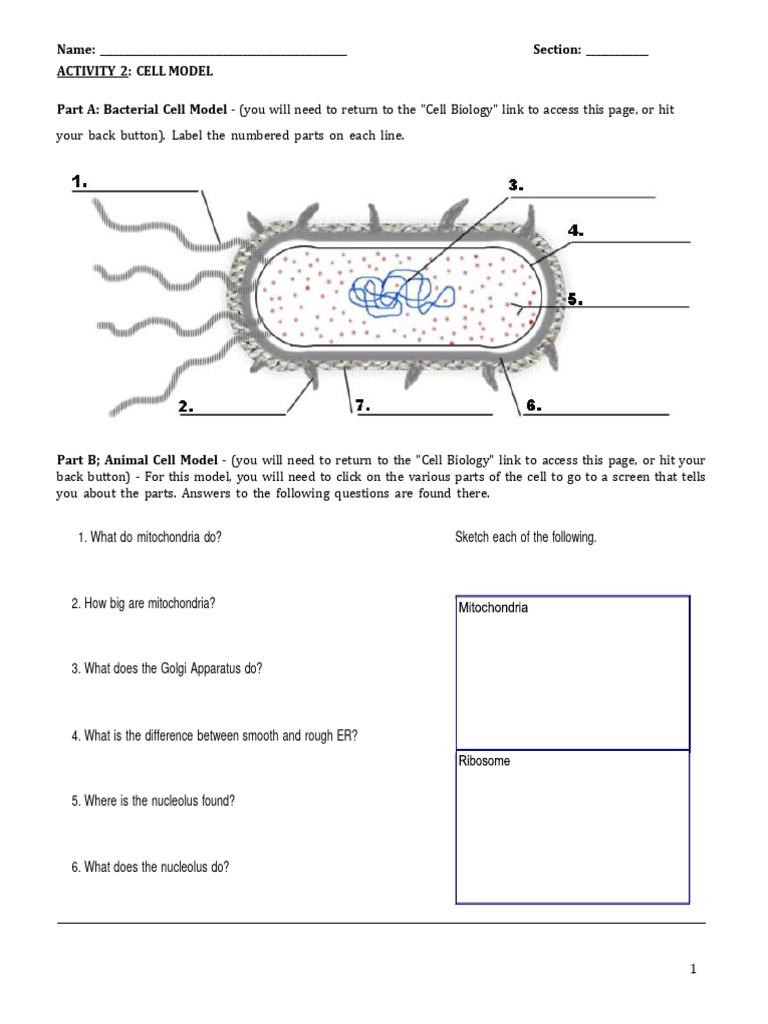 Cell Model Activity Guide | PDF | Cell (Biology) | Endoplasmic Reticulum