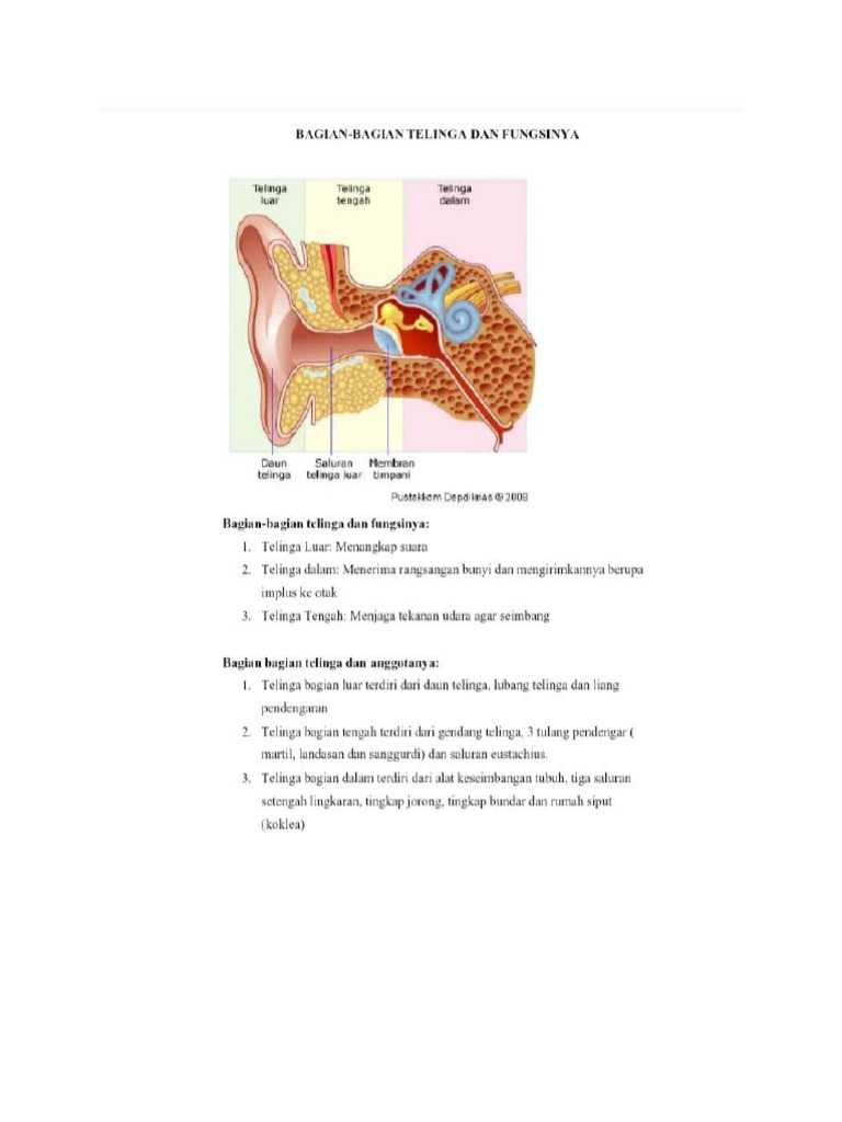 Fungsi Telinga | PDF