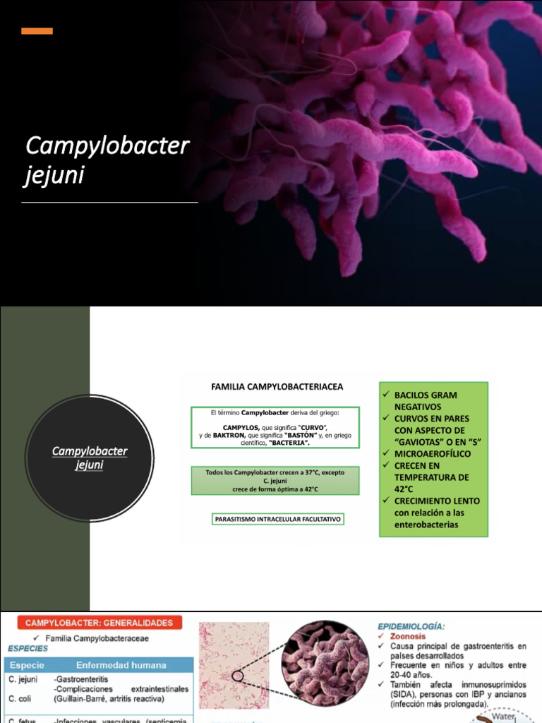 Campylobacter Jejuni | PDF