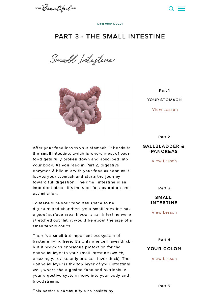 12.December2021Part 3 - The Small Intestine — Your Beautiful Life | PDF ...