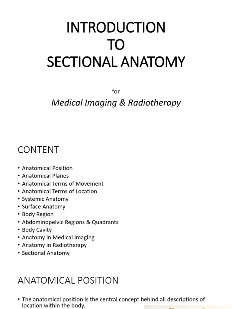 Introduction To Sectional Anatomy | PDF | Anatomical Terms Of Location ...