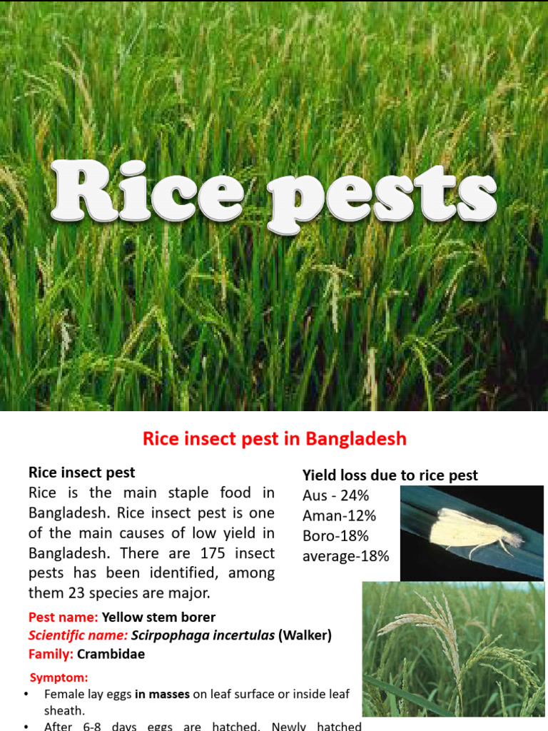 Rice pests | PDF | Pest (Organism) | Leaf