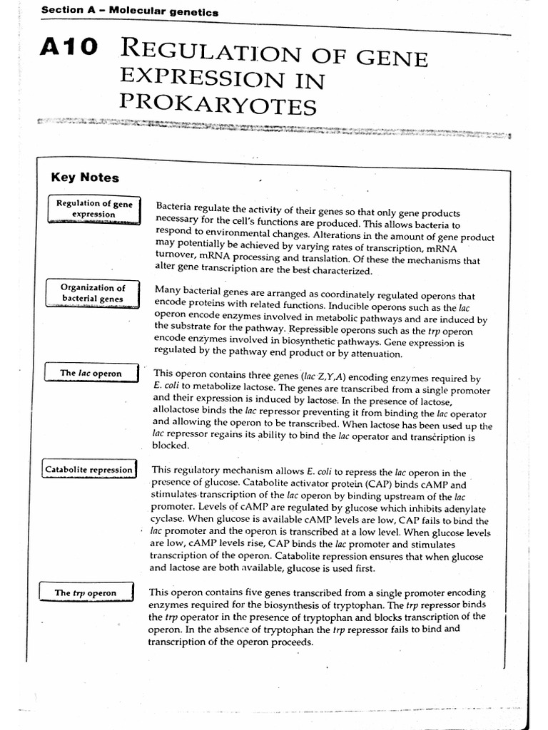 Regulation of Gene Expression Chapter 3 Part 2 | PDF