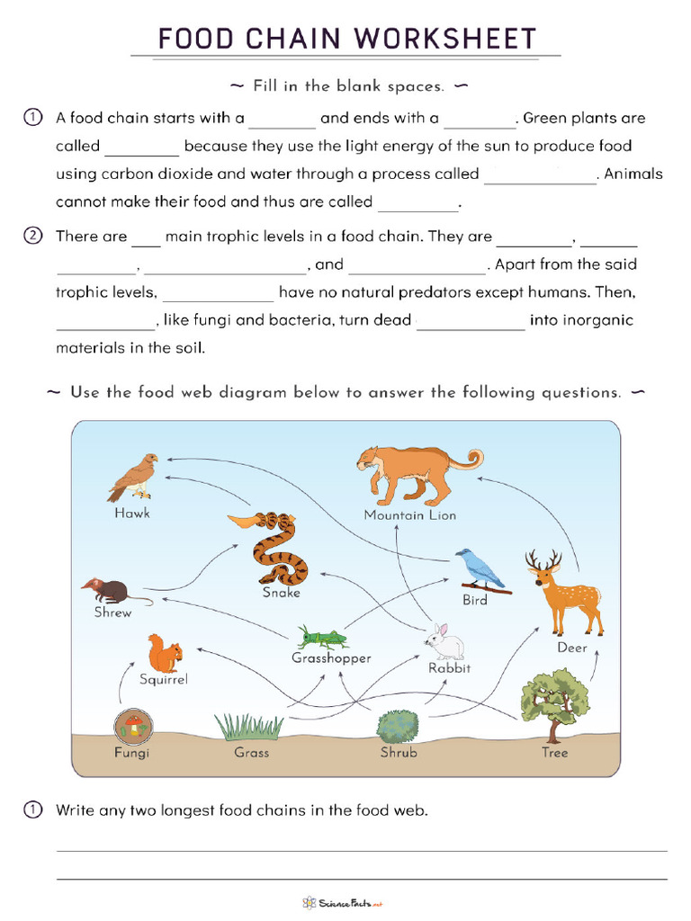 Food Chains Worksheet KS3 | PDF