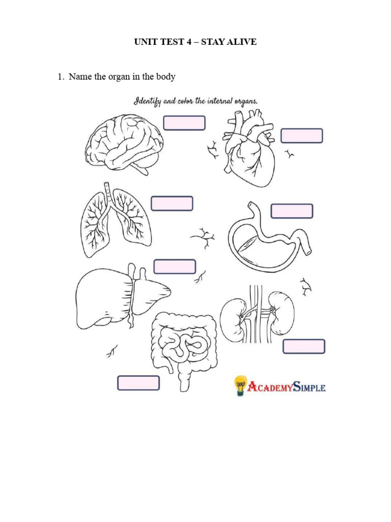 Organ Functions and Food Chain Quiz | PDF