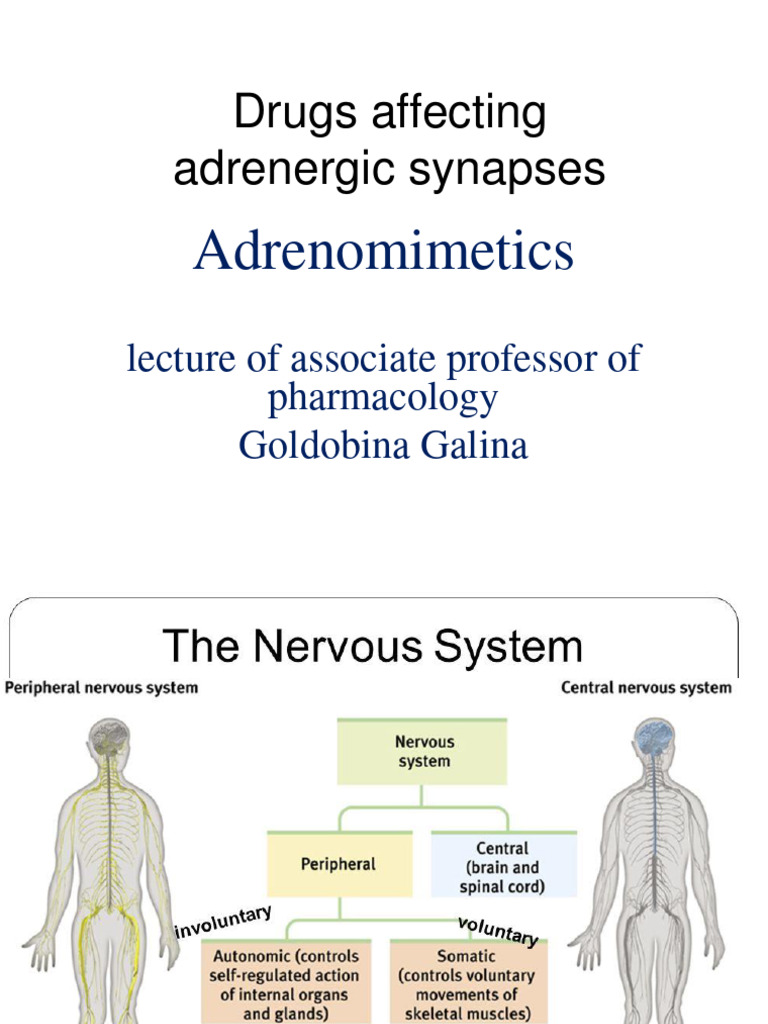 Drugs Affecting Adrenergic Synapses: Adrenomimetics | PDF | Chemical Synapse | Norepinephrine