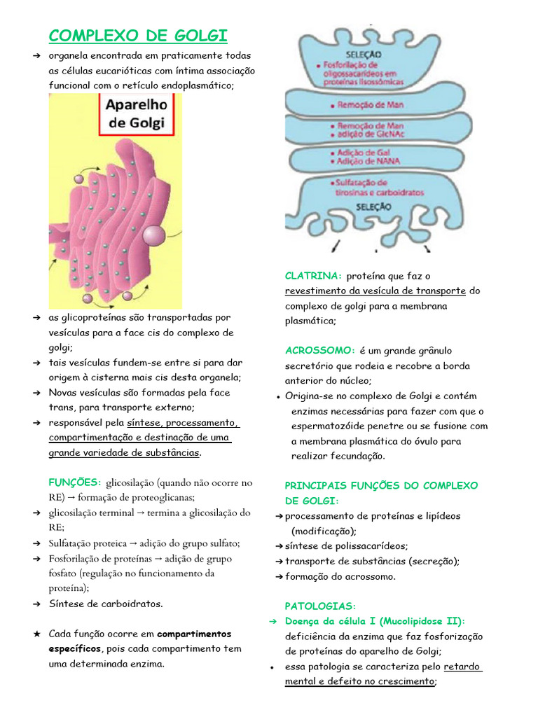Complexo de Golgi | PDF | Vesícula (Biologia e Química) | Biologia Molecular