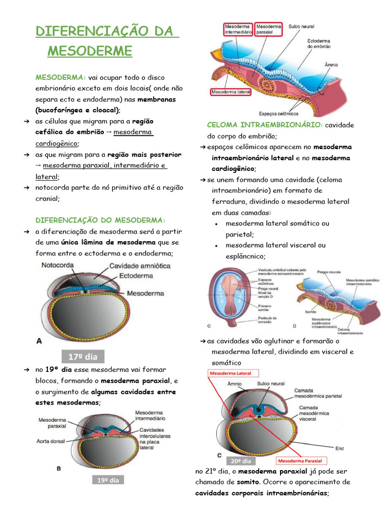 Diferenciação Da Mesoderme | PDF | Trato gastrointestinal | Coração